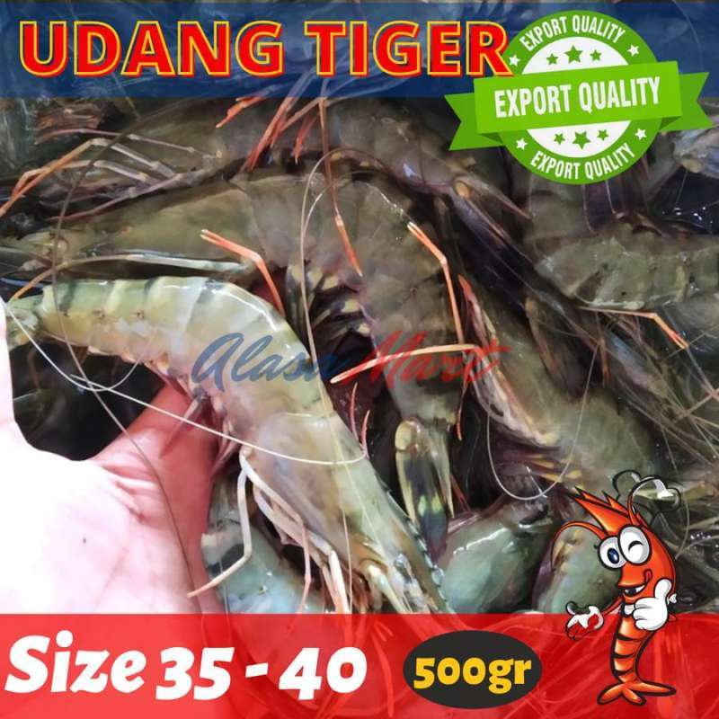 Jual Udang Tiger Segar / Udang Pancet / Udang Windu Fresh Size 35-40 ...