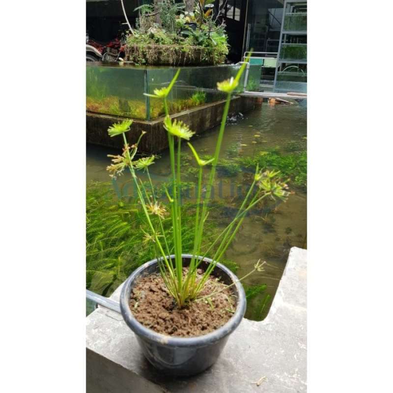 Jual Tanaman Air Mini Papyrus Di Seller Adraquatic Flagship Store ...
