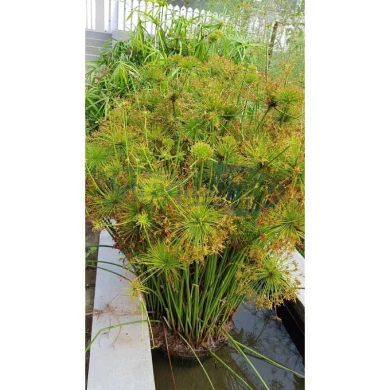 Jual Tanaman Air Mini Papyrus Di Seller Adraquatic Flagship Store ...