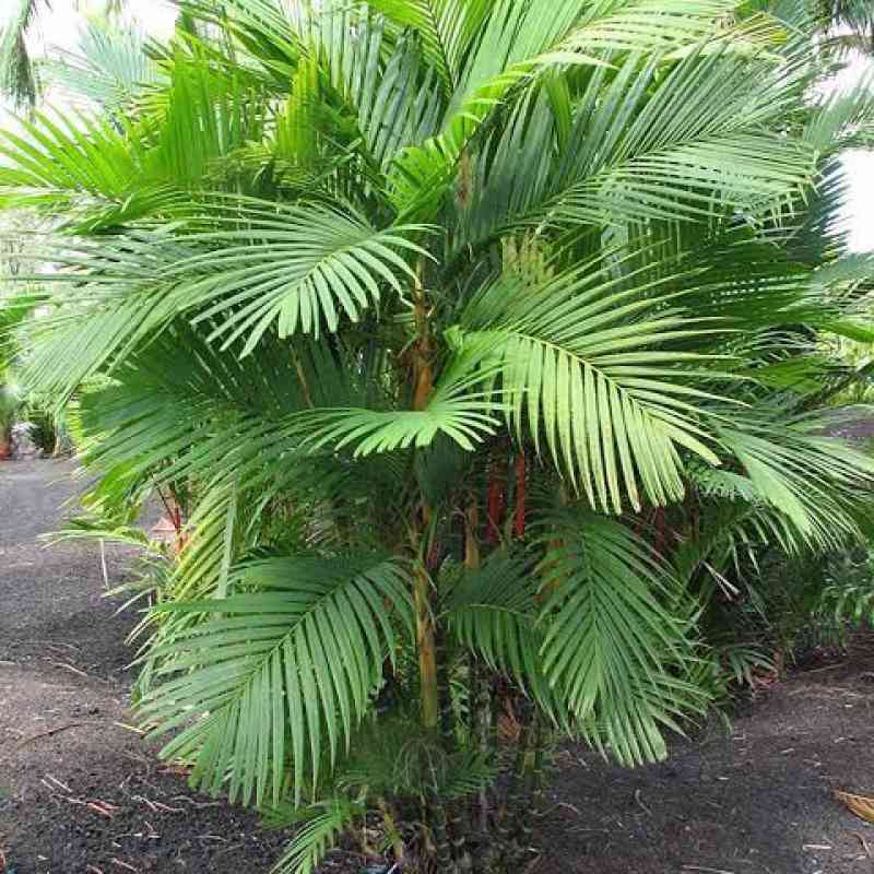 Promo Bibit Palm Hutan-pinanga Hutan - Palm Armi -palm Bin Bin Diskon 3 ...