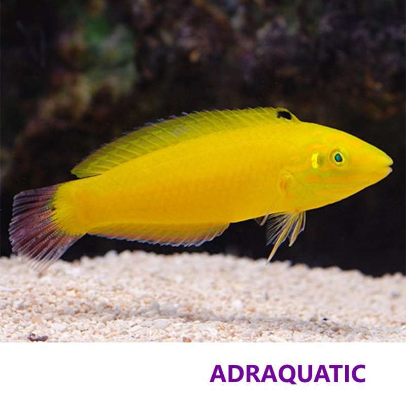 Jual IKAN HIAS AIR LAUT KELING KUNING YELLOW WRASSE HALICHOERES CHRYSUS ...