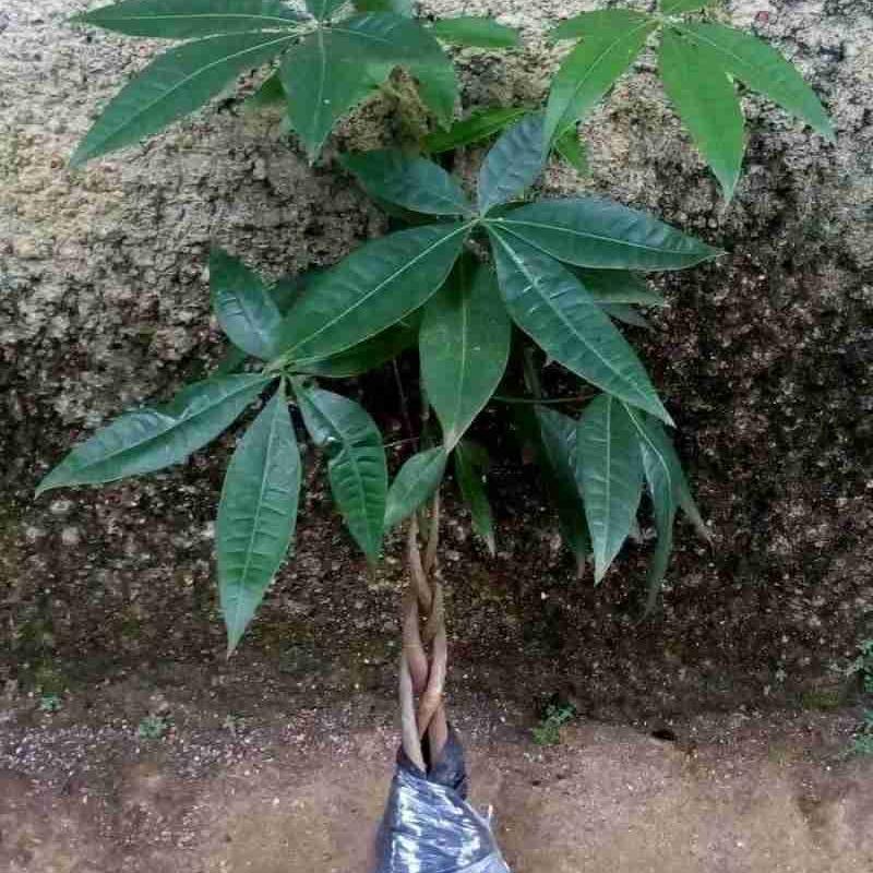 Jual Viga Plant Original Murah - Harga Diskon Juli 2024 | Blibli.com