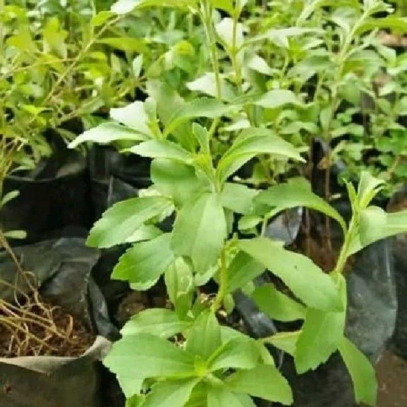 Jual _ berkhasiat untuk obat Bibit tanaman stevia daun pengganti gula ...