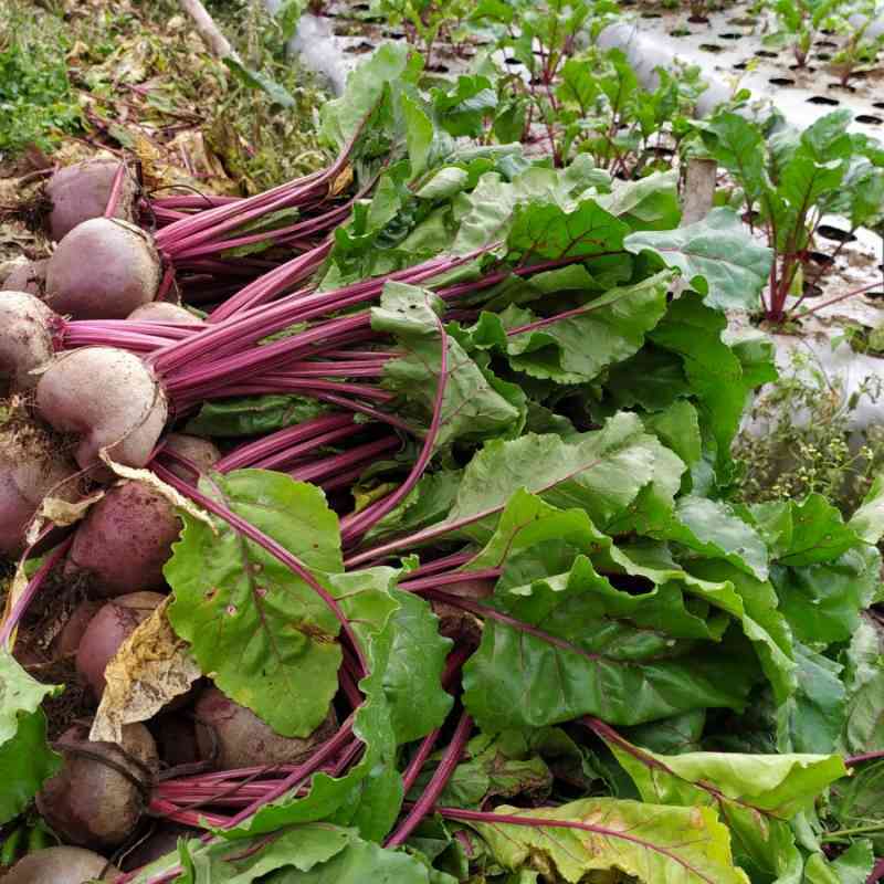 Promo HasilSumberalaM Sayur Segar Buah Bit / Beet Root 250gr / 500gr ...