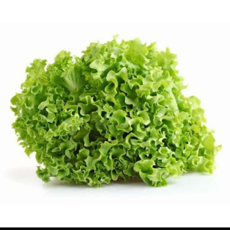 Jual Harga Selada 1 Kg Termurah - Harga Grosir Terupdate Hari Ini | Blibli
