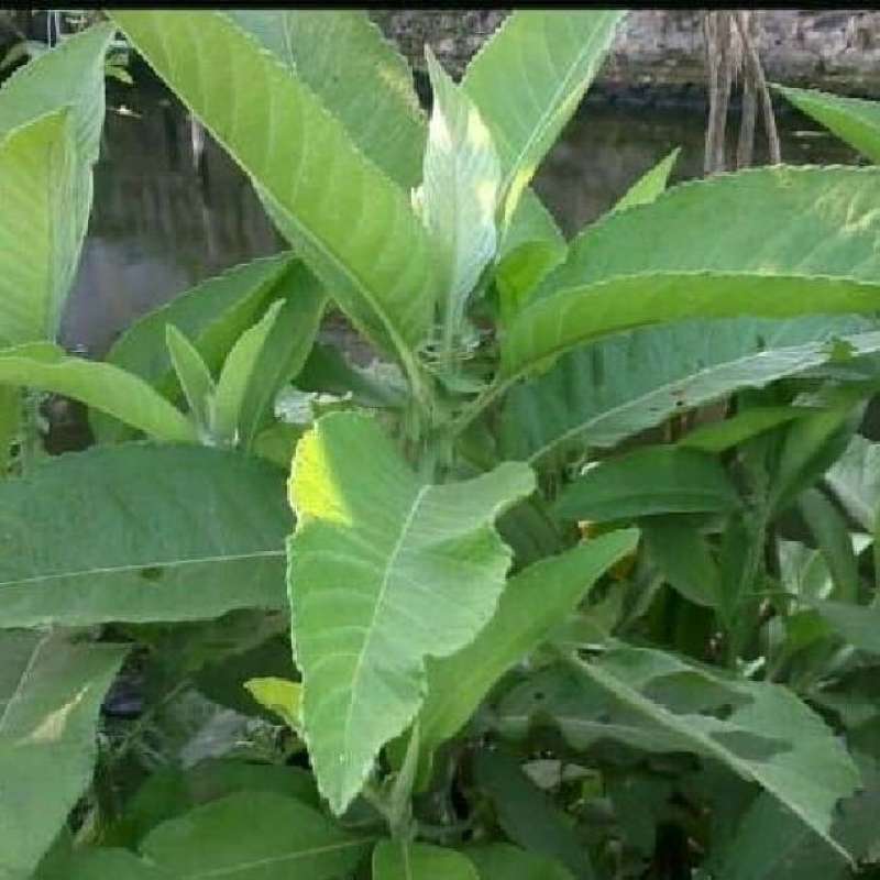 Jual Daun Sembung Segar Atau Semung Per 100 Grm di Seller Black Orange ...