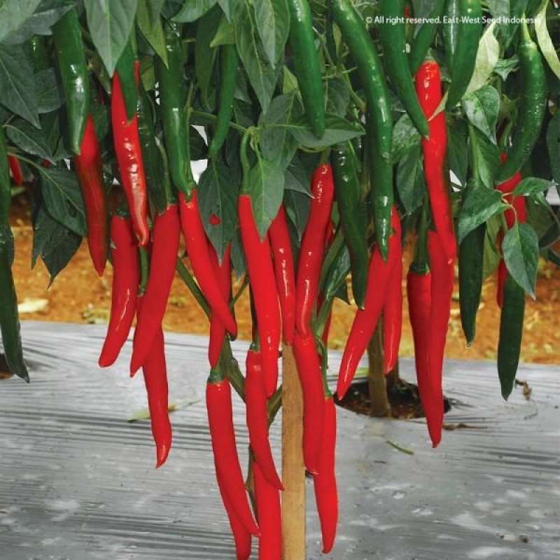 Jual benih cabe cabai besar pilar f1 cap panah merah di Seller Lastore ...