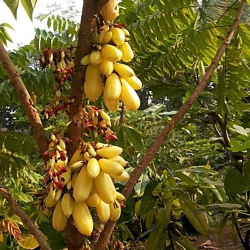 Pohon Belimbing Wuluh