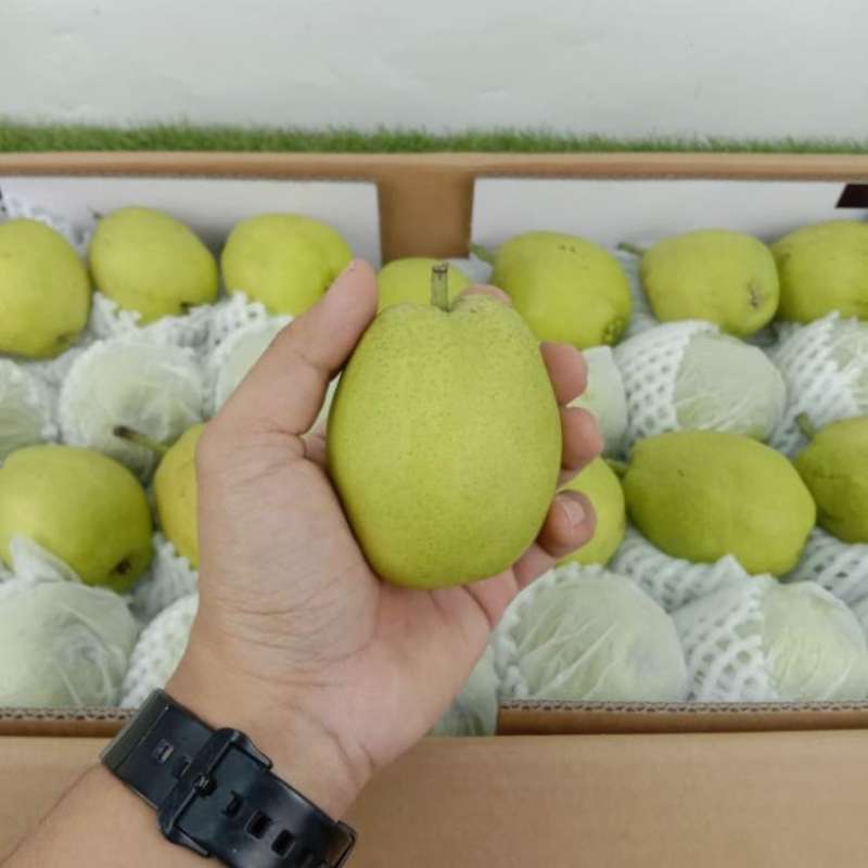 Jual Pir Xianglie RRC Fresh perdos 6kg Halal di Seller QeenFood ...
