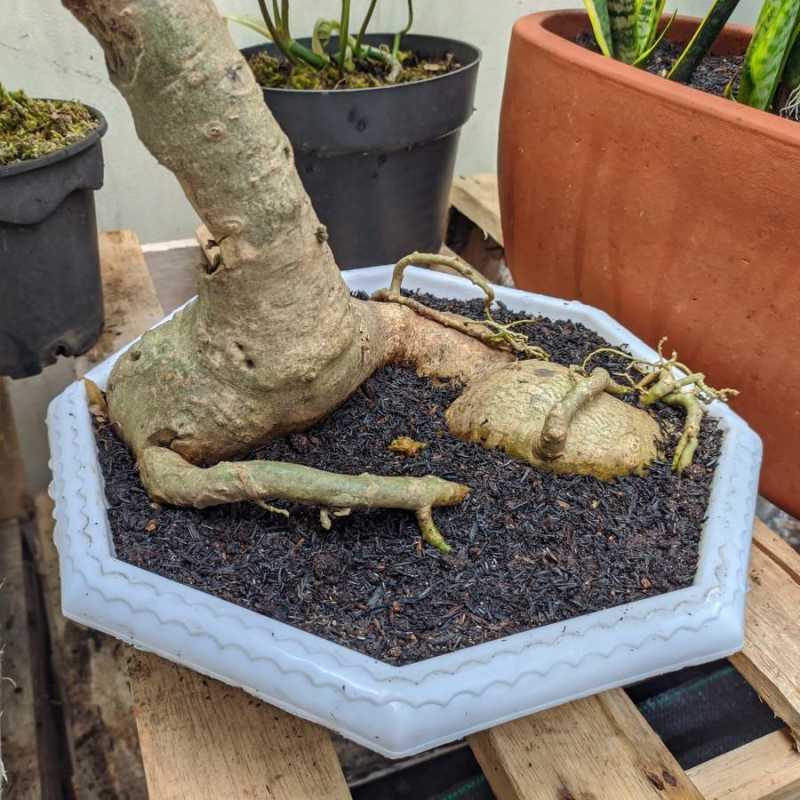 Jual Pot Bonsai Plastik Santigi 30 Putih Di Seller Kebun Senja ...