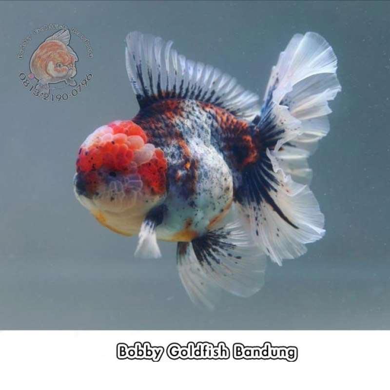 Jual Ikan Hias Koki Oranda Calico | Oranda Goldfish Calico Bahan di ...