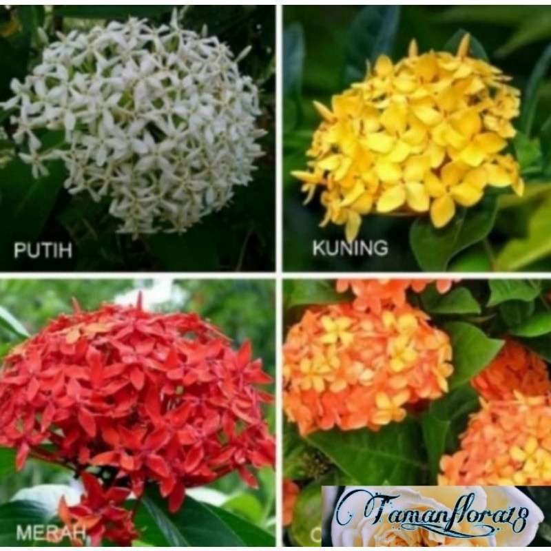 Promo Tanaman bunga asoka - Paket 4 tanaman bunga asoka hias Diskon 11% ... Promo Tanaman bunga asoka - Paket 4 tanaman bunga asoka hias Diskon 11% ...