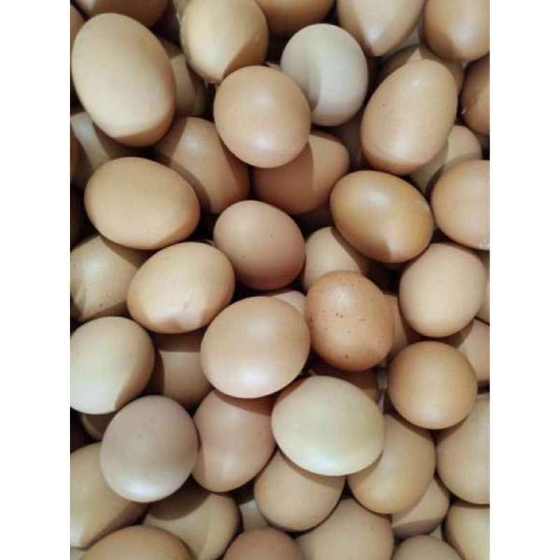 Jual Telur Ayam Negeri 1kg Halal di Seller Multi Cakra Solusindo ...