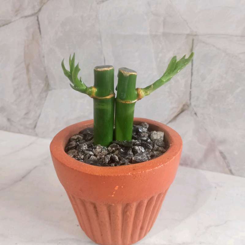 Jual Tanaman Hias Bambu Hoki Dalam Pot Terracotta Siap Rawat di Seller ...