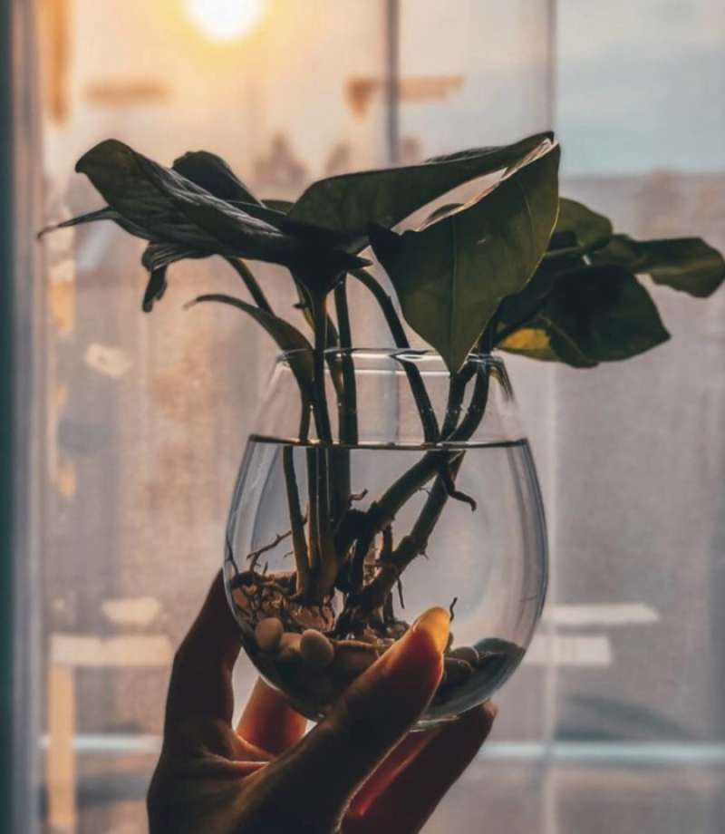 Jual Vas Bunga Sirih Gading Pot Bunga Aquarium Ikan Cupang Gelas Bubble ...