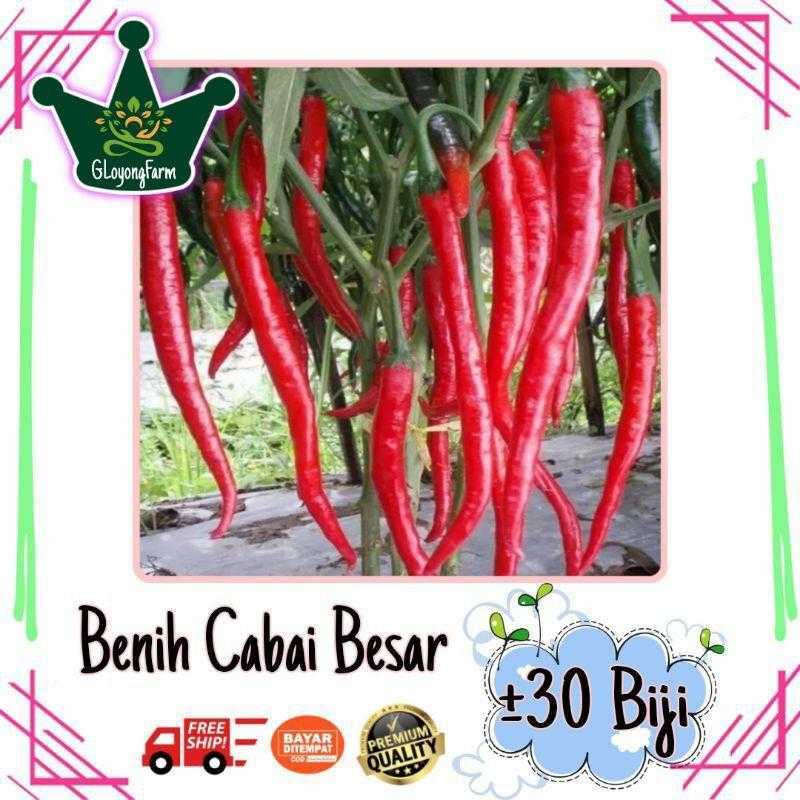 Jual Benih Cabe Cabai Merah Besar Sayuran Tahan Virus Cabai Unggul ...