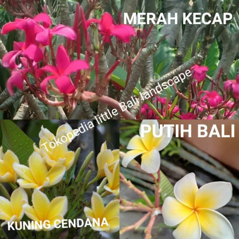 Promo Paket Tanaman 3 Bibit Kamboja Bali Bunga Kuning Merah Kecap Putih ...