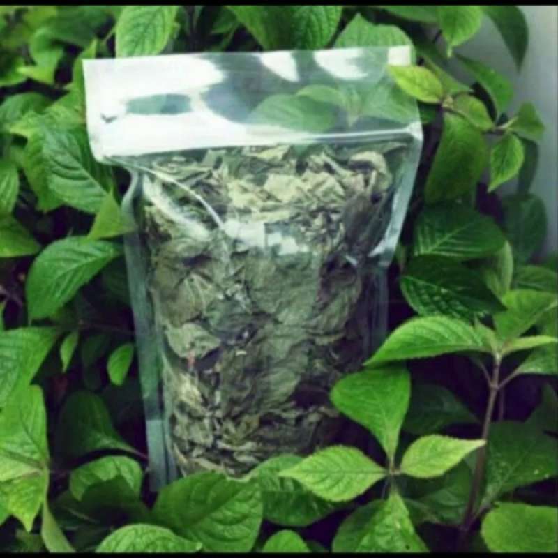 Promo Daun Keji Beling/Pecah Beling Kering 1kg Diskon 23% di Seller ...