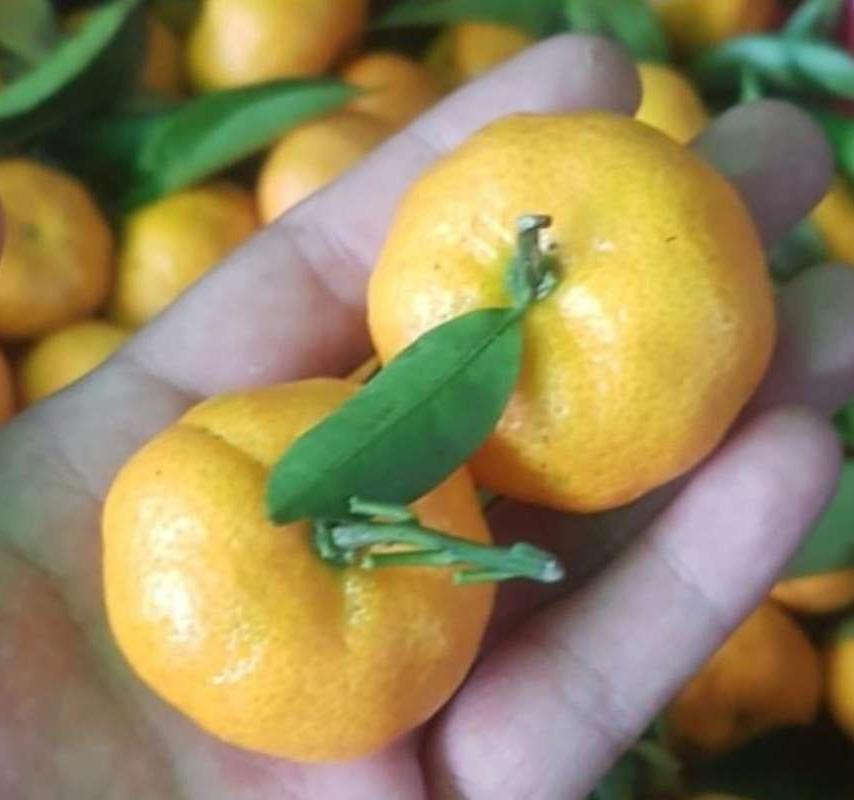 Jual Jeruk Shantang Di Seller Toko Rumah Nenek - Sukapura, Kota Jakarta ...