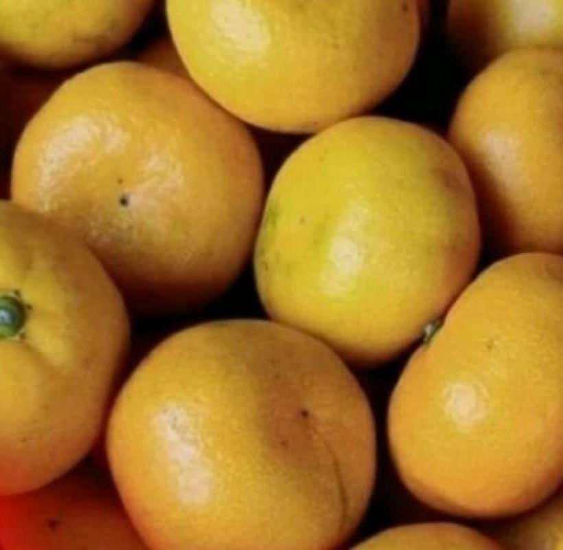 Jual Jeruk Shantang Di Seller Toko Rumah Nenek - Sukapura, Kota Jakarta ...