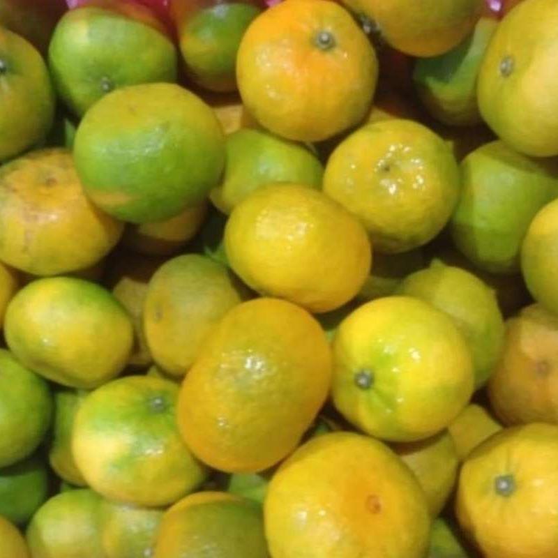 Jual Jeruk Shantang Di Seller Toko Rumah Nenek - Sukapura, Kota Jakarta ...