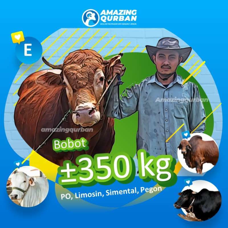 6 Perbedaan Sapi Simental dan Sapi Limosin - Blibli Friends