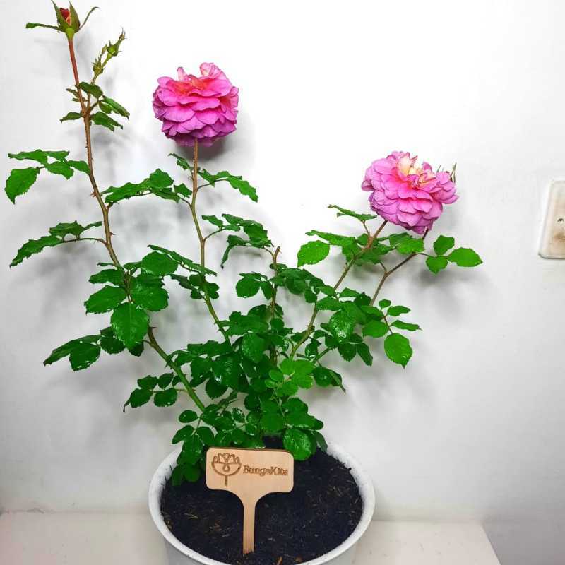 Jual Tanaman Bunga Mawar Kampung Wangi Original Murah - Harga Diskon ...