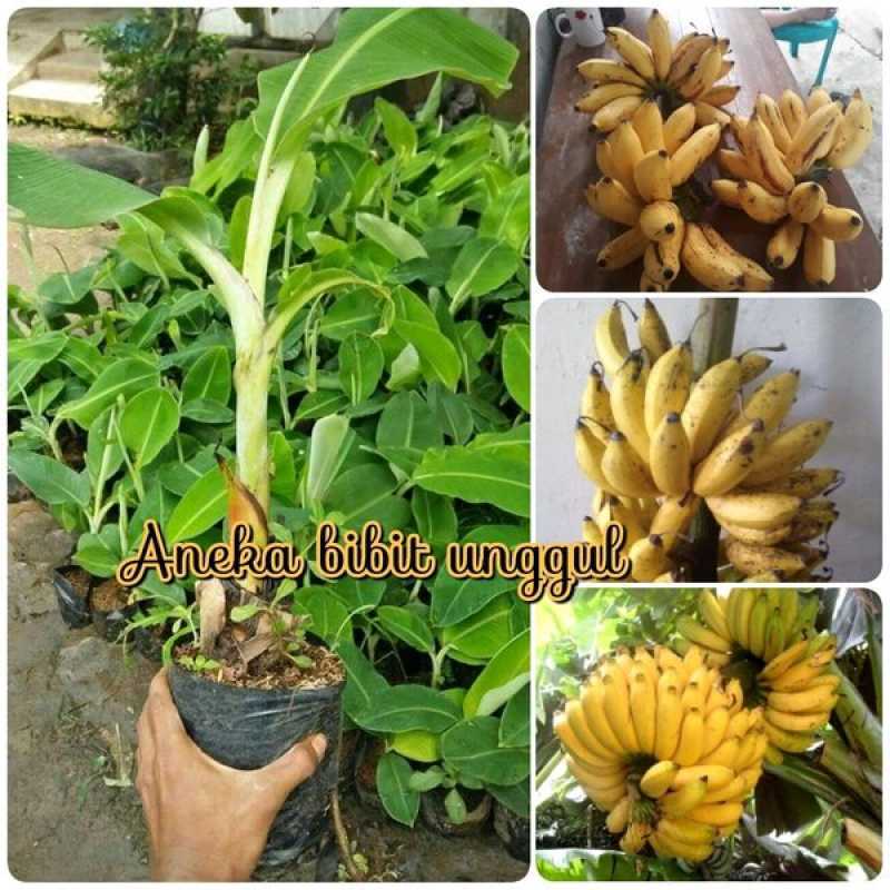 Jual BIBIT PISANG RAJA SEREH ATAU RAJA SERE ATAU PISANG SUSU ANEKA ...