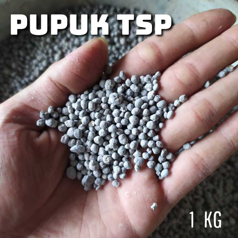 Promo Pupuk TSP/SP36 1kg / Pupuk Super Phospat 36% Pupuk Dasar Murah ...