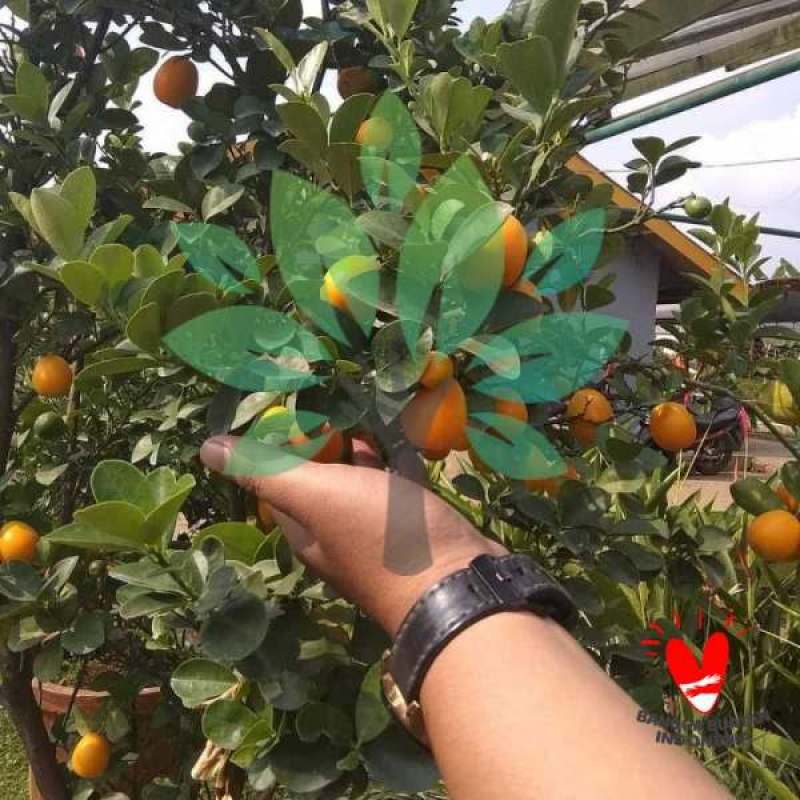 Jual bibit tanaman buah jeruk nagami/kumquat-bibit jeruk mini nagami ...