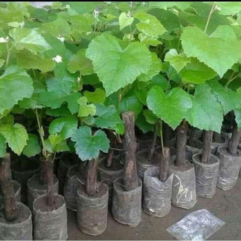 Jual Bibit Tanaman Buah Anggur Hitam Carolin di Seller sentrabibit01 ...