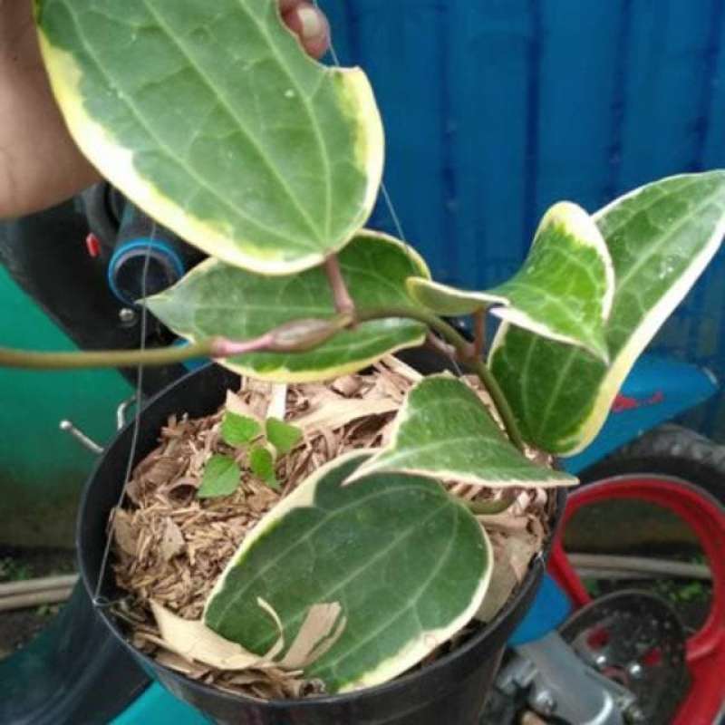 Promo Tanaman hias anggrek hoya carnosa segar Diskon 3% di Seller ...