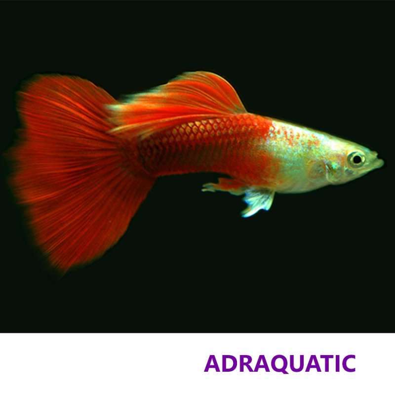 Jual IKAN HIAS GUPPY PLATINUM RED TAIL AIR TAWAR di Seller ADRAQUATIC Official Store - Paledang ...