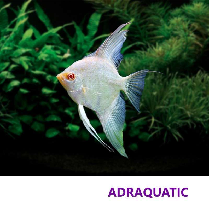 Jual Ikan Hias Manfish Albino Red Eye Angelfish Air Tawar Di Seller ...