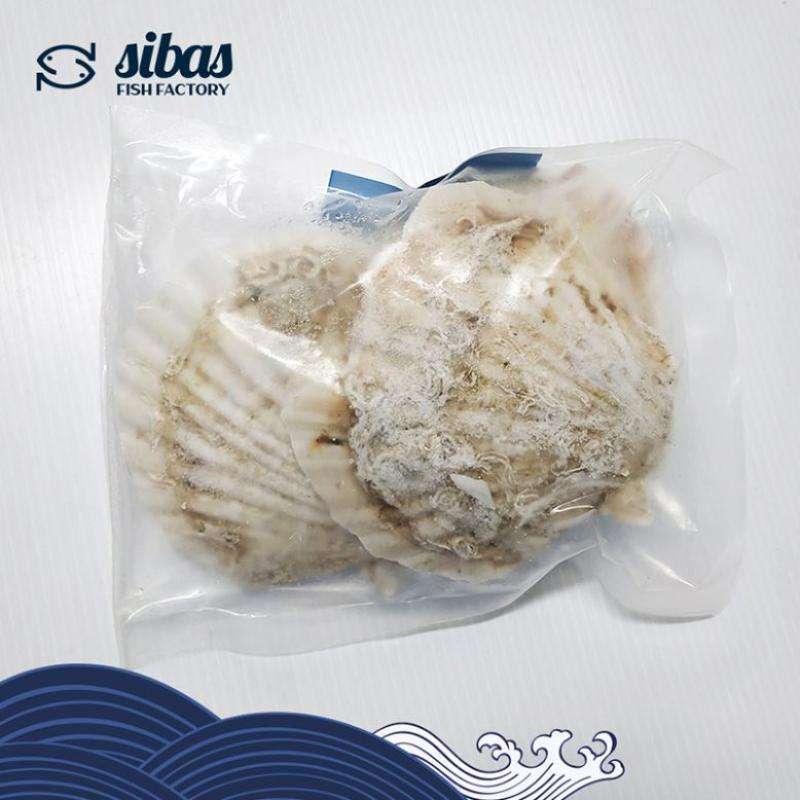 Jual Sibas Fish Factory Scallop HS Makanan Beku with ROE 9-10 IQF [3 ...