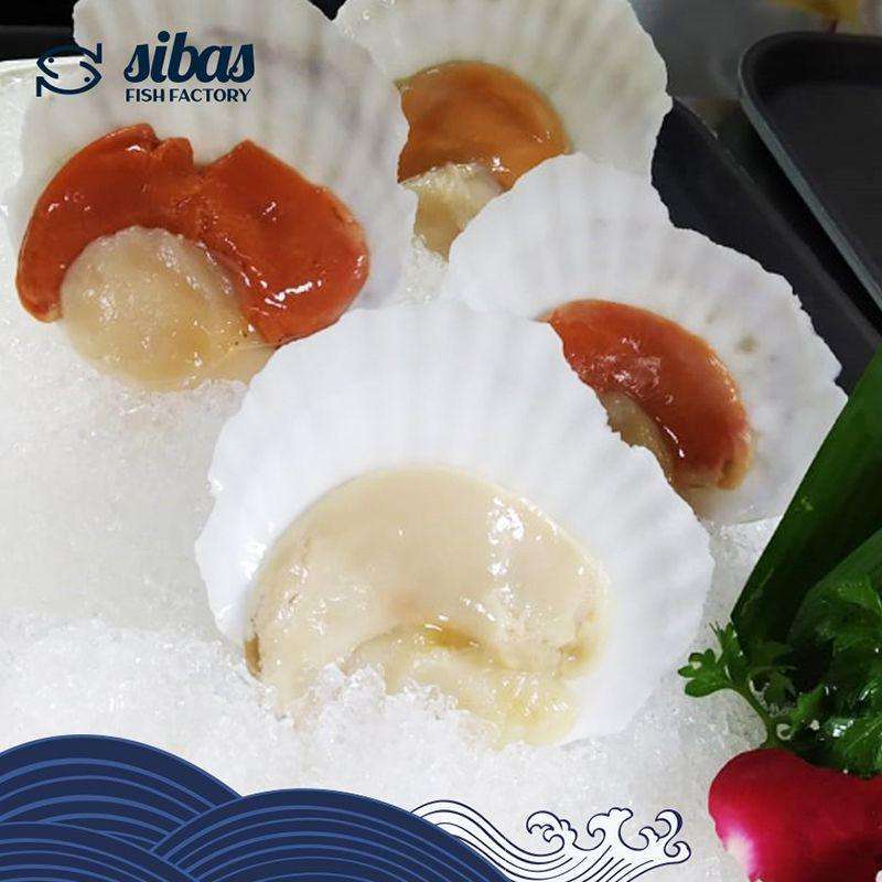 Jual Sibas Fish Factory Scallop HS Makanan Beku with ROE 9-10 IQF [3 ...