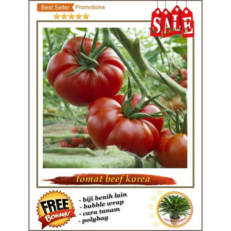 Jual Biji Tomat Beef Original Murah - Harga Diskon Juni 2024 | Blibli.com