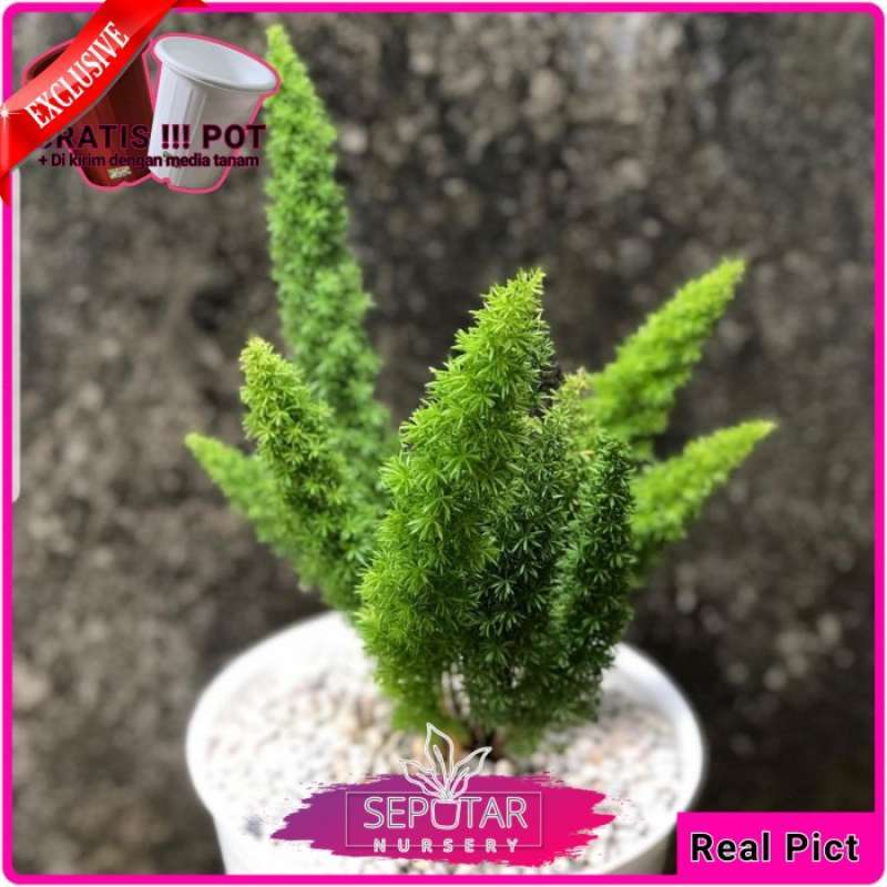 Jual cemara ekor tupai - tanaman hias cemara ekor tupai - Pot Putih di ...