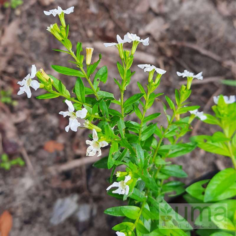 Jual Tanaman hias taiwan beauty putih I Cuphea hyssopifolia di Seller ...