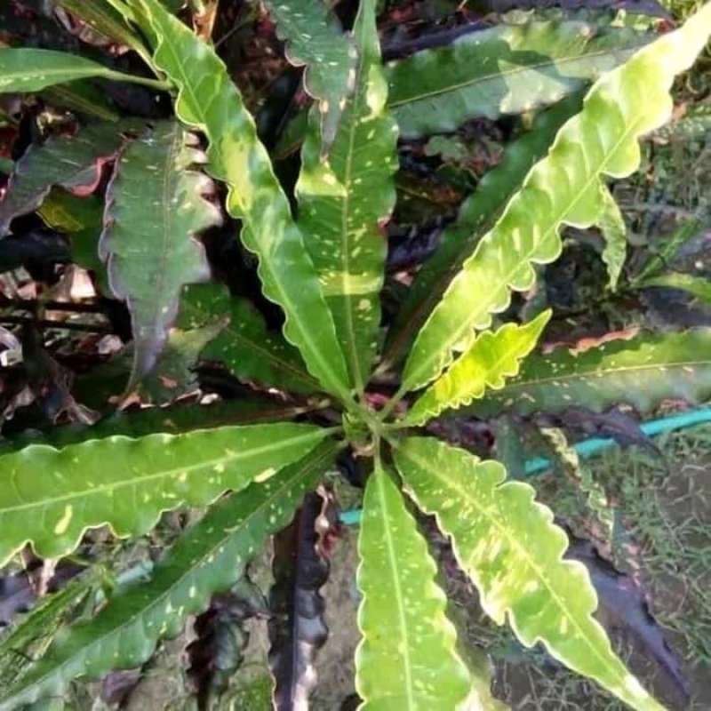 Jual Tanaman Hias Puring Keris - Pusat Pohon Puring Di Seller Halaman ...