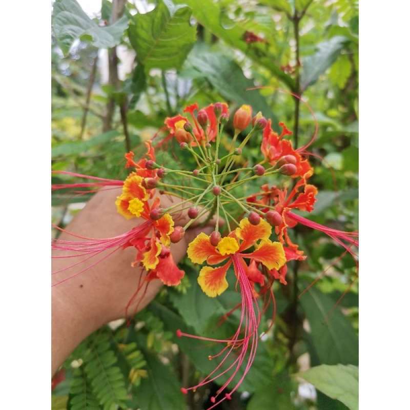 Jual Tanaman Hias Kembang Merak Merah / Caesalpinia Pulcherrima ( Pakan ...