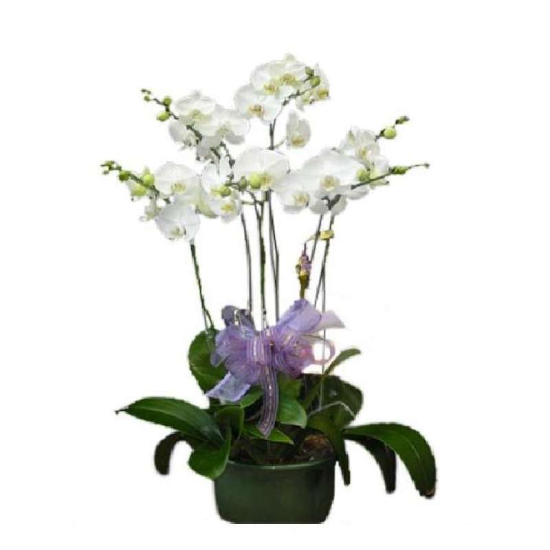 Promo Rangkaian Bunga Anggrek Karangan Bunga Anggrek Vas Table Flower ...