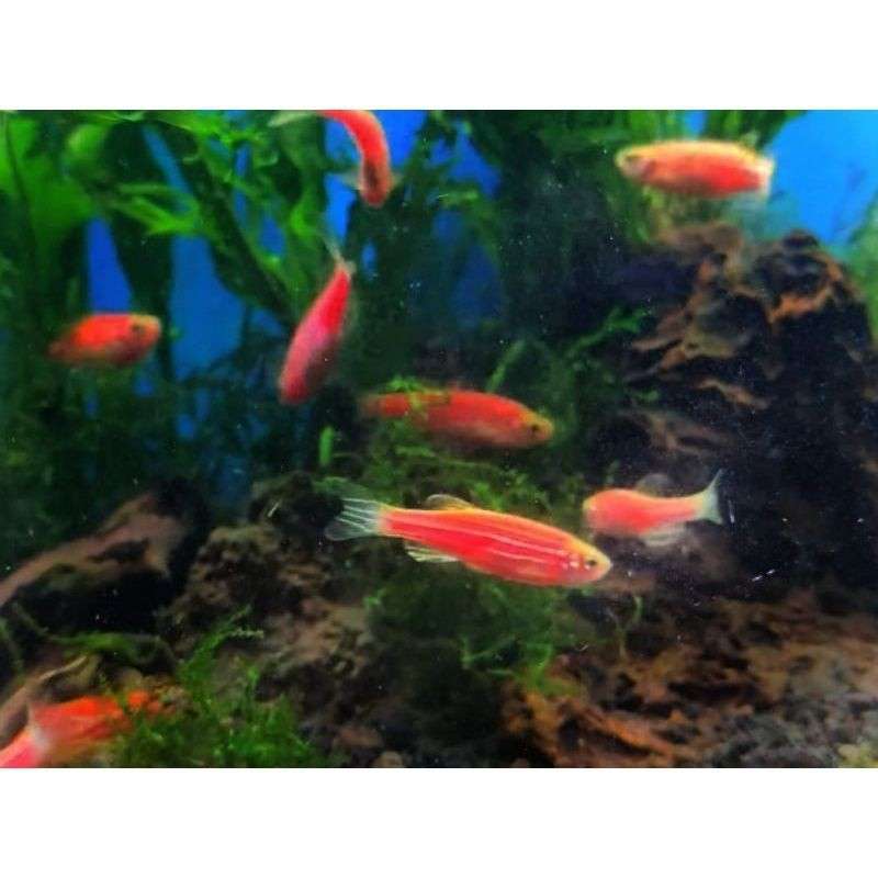Jual glofish danio/ ikan zebra pink di Seller Hans fish - Gabahan, Kota ...