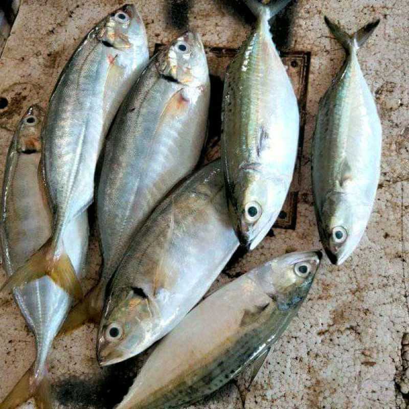 Jual Ikan Kembung Como Segar 1~Kilogram Halal di Seller LapakIkan ...