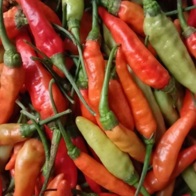 Jual Cabe Rawit Cablak Terdekat 🏷️ Harga Grosir Murah Terupdate Hari ...