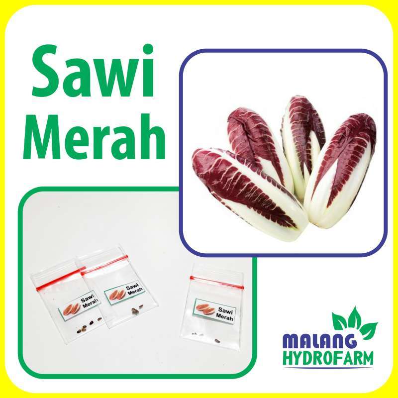 Promo Benih Sawi Merah Unggulan berkualitas biji putih impor bibit ...