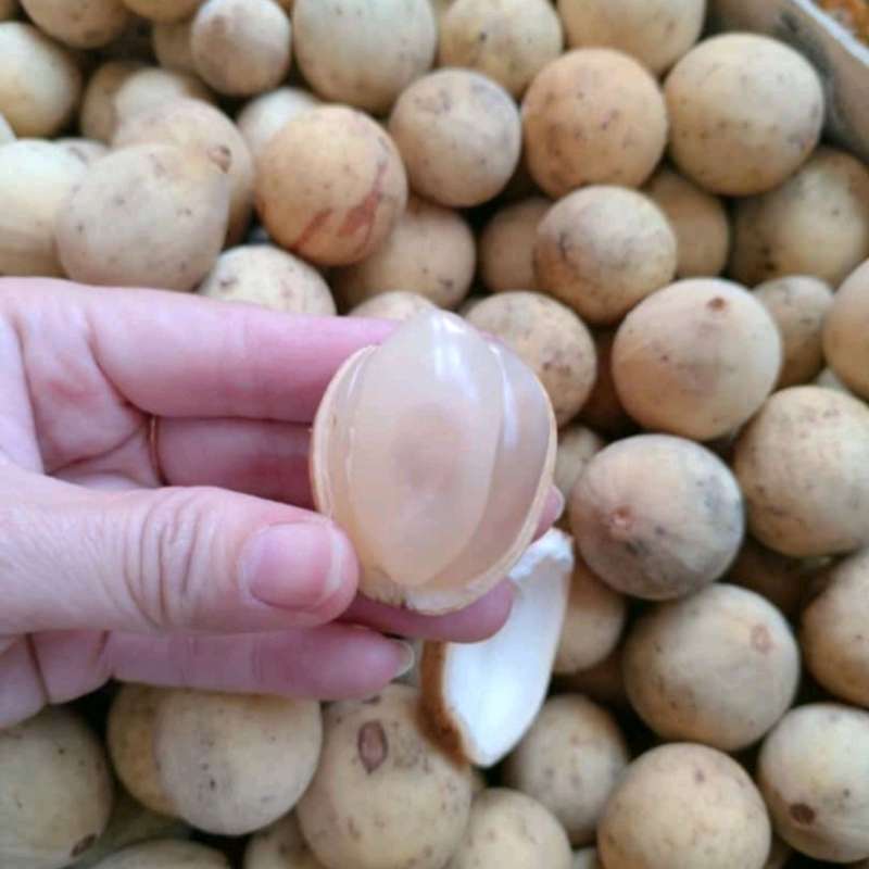 Jual Buah Duku Asli Palembang Manis Buah Dukuh Palembang Asli Manis 1kg Halal Di Seller Clarif