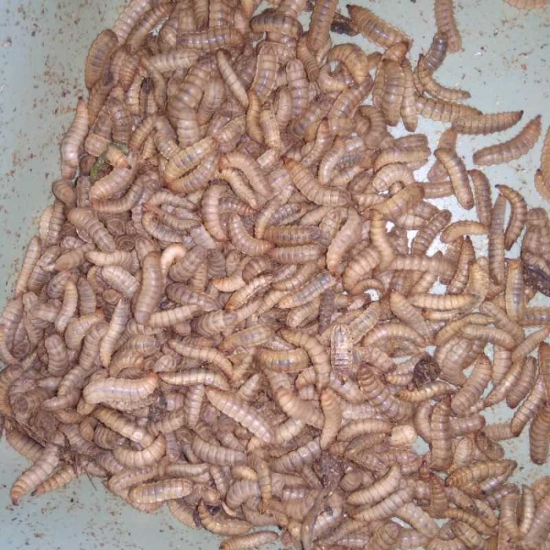 Promo Oem Maggot Bsf Hidup 100 Gr Fresh Galatama Diskon 50% di Seller ...