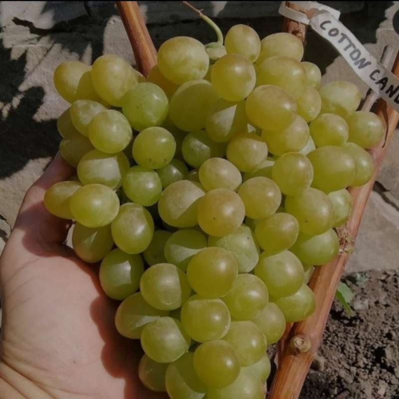 Jual Bibit Tanaman Anggur Import Cotton Candy-Pohon Anggur Impor ...