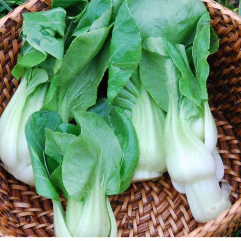 Jual 100 benih pak choy Ching Chiang sawi sendok coy choi coi pakcoi ...